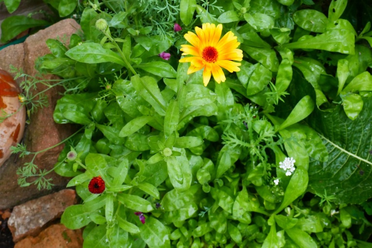 GRÜNZEUG im Knoblauchsland - KUF Kultur