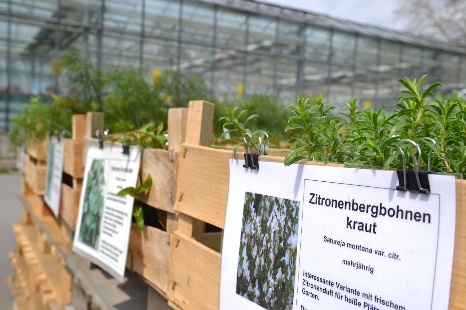 Noris Inklusion: Bio-Kräuter, Blumen und Begegnungen – Nürnberg – deine ...