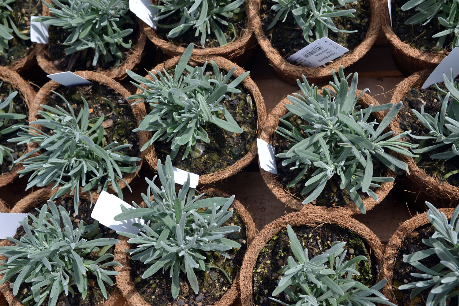 Noris Inklusion: Bio-Kräuter, Blumen und Begegnungen – Nürnberg – deine ...