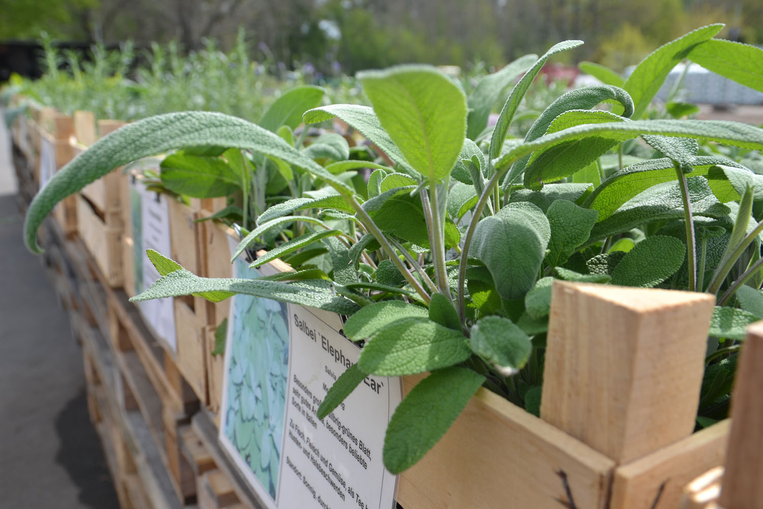Noris Inklusion: Bio-Kräuter, Blumen und Begegnungen – Nürnberg – deine ...