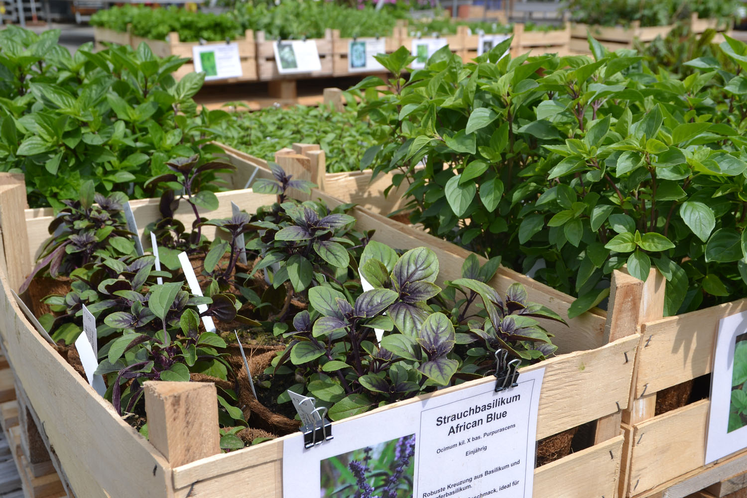 Noris Inklusion: Bio-Kräuter, Blumen und Begegnungen – Nürnberg – deine ...