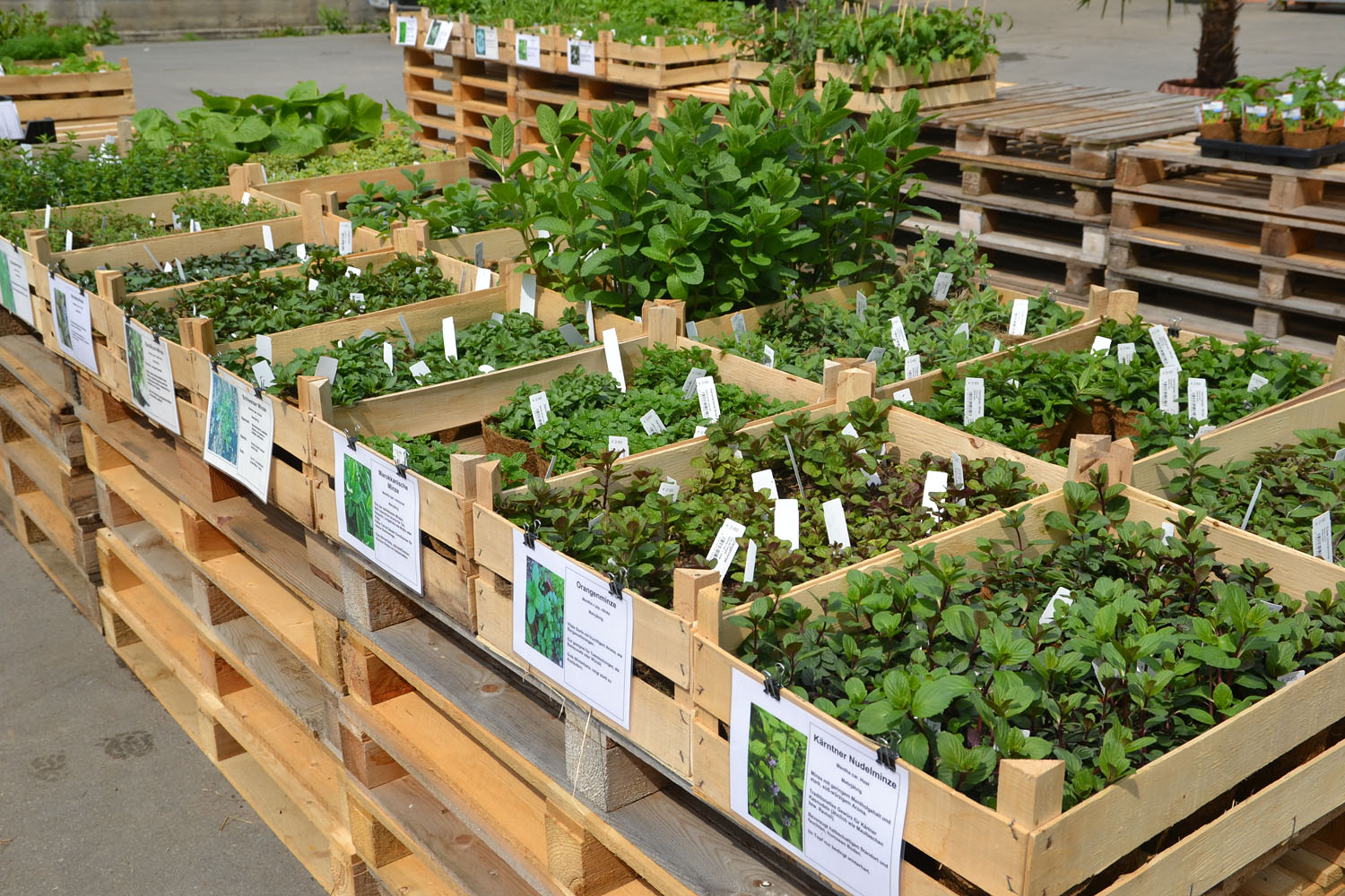 Noris Inklusion: Bio-Kräuter, Blumen und Begegnungen – Nürnberg – deine ...