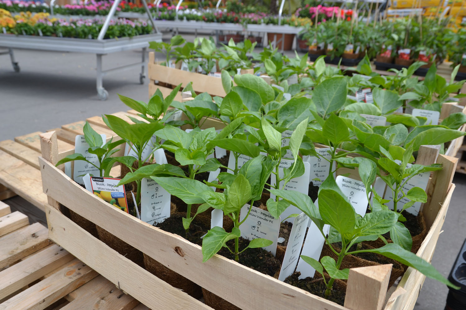 Noris Inklusion: Bio-Kräuter, Blumen und Begegnungen – Nürnberg – deine ...