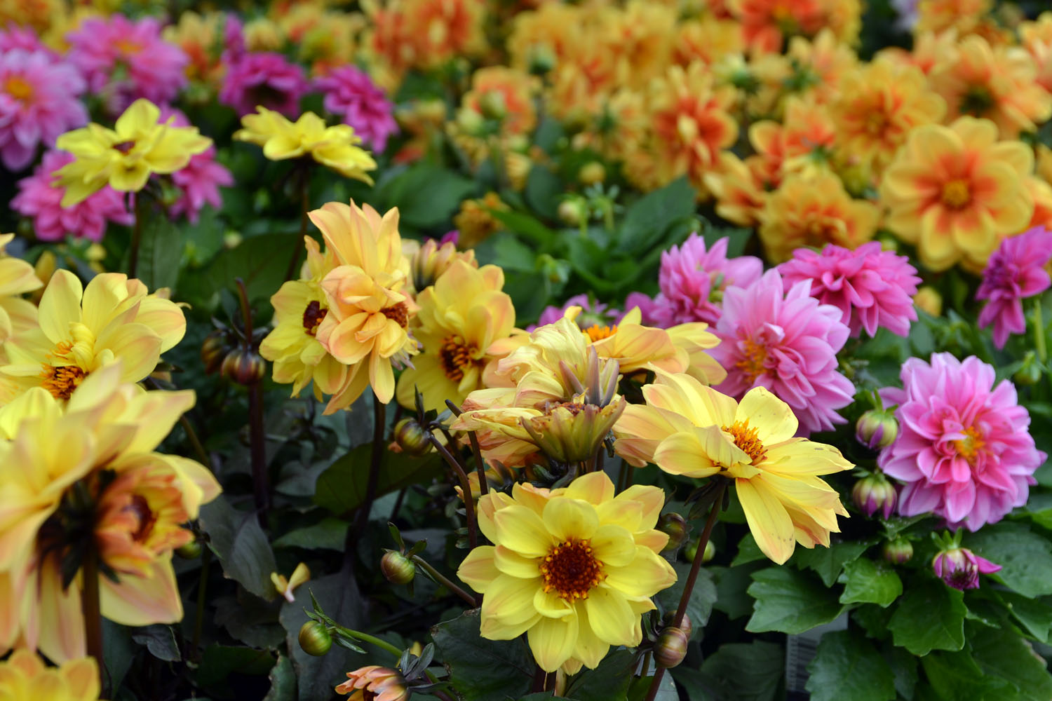 Noris Inklusion: Bio-Kräuter, Blumen und Begegnungen – Nürnberg – deine ...